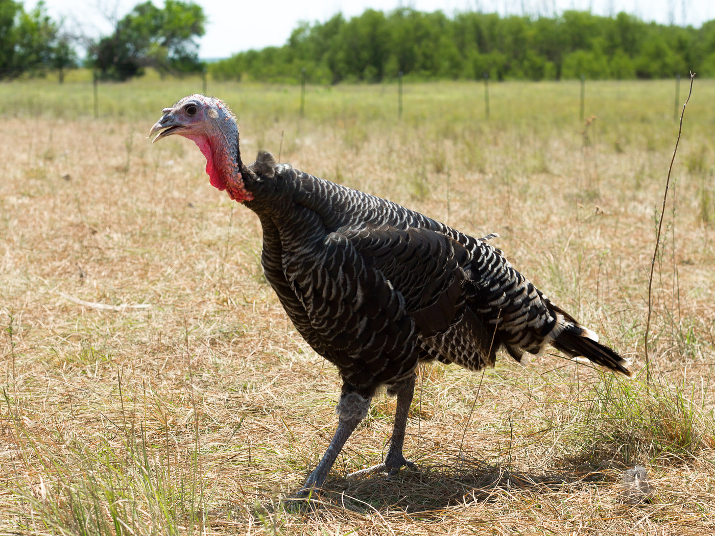 What is a Heritage Turkey?