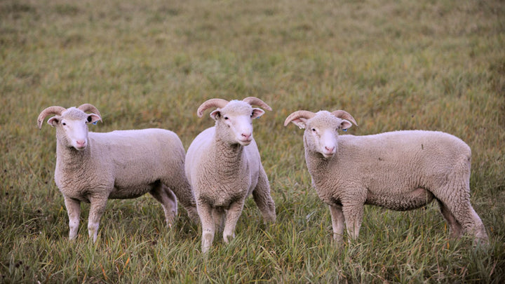 Dorset Horn, A Calm English Sheep