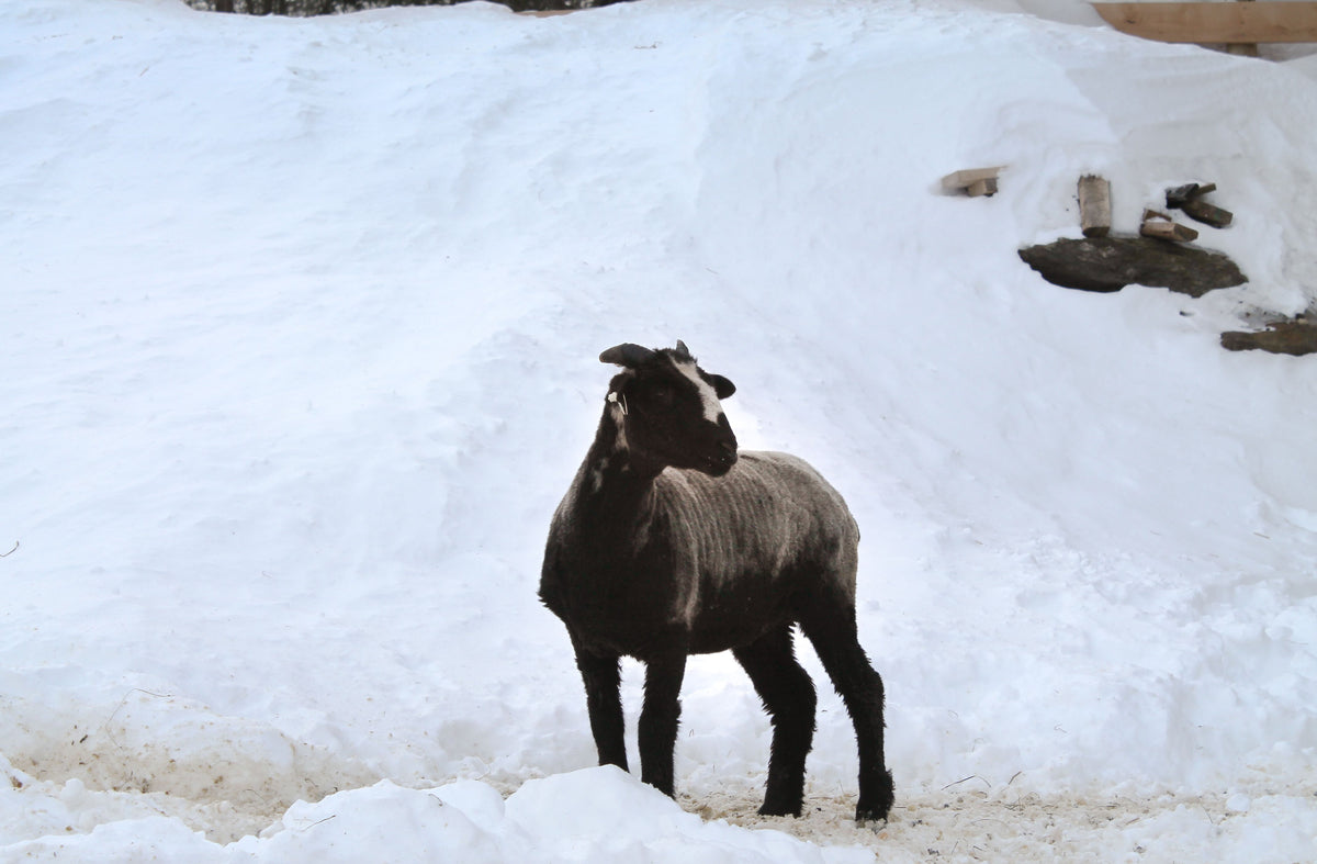 The Oldest Domesticated Livestock in the United States: Navajo-Churro