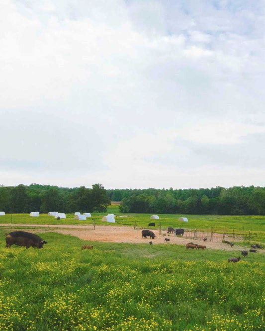 Benton's Heritage Bacon | Heritage Foods