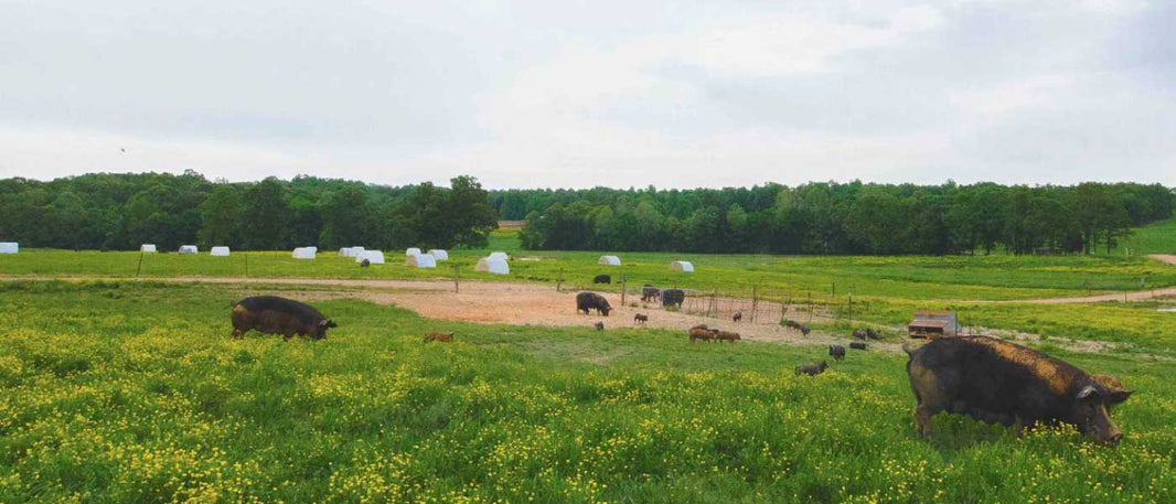 Benton's Heritage Bacon | Heritage Foods